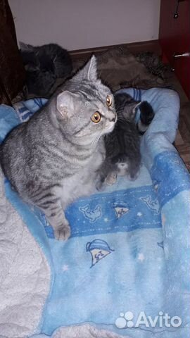 Кошки котята британские