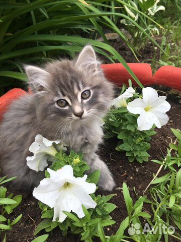 Шотландский котенок