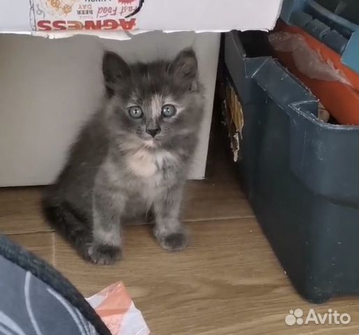 Котёнка выкинули