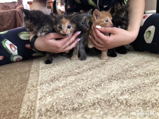 Котята в добрые руки