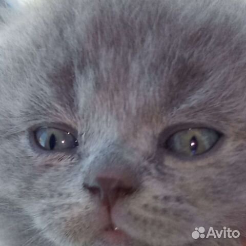 Котик британец