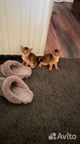 Аббисинские котята