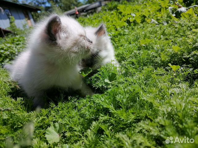 Отдам котят сиамских бесплатно