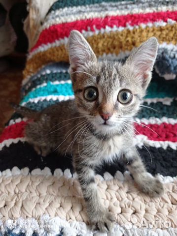 Котенок мальчик бесплатно