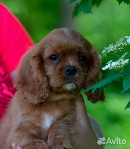 Кавалер кинг чарльз спаниель рубин