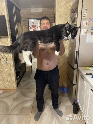 Кот вязка
