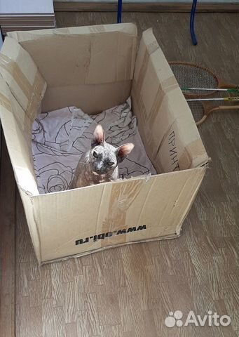 Щотландец и сфинкс