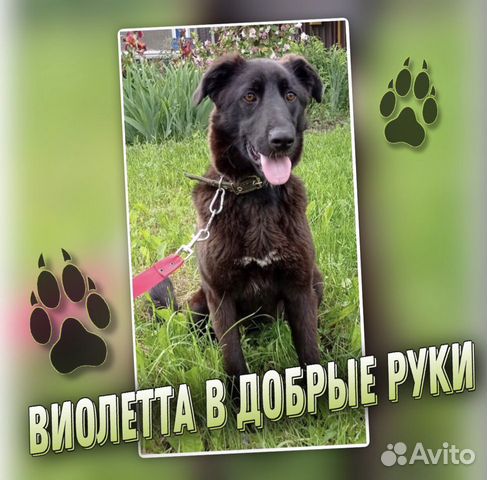 Виолетта в добрые руки