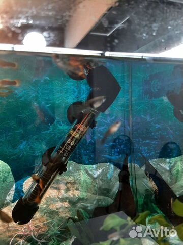 Аквариумные рыбки гуппи