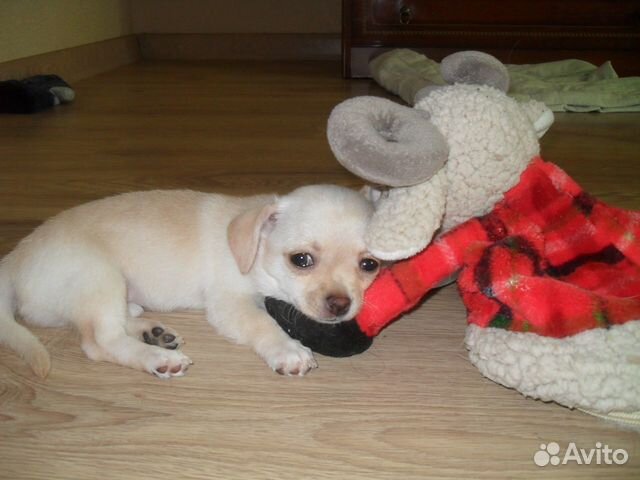 Щенки чихуахуа девочки