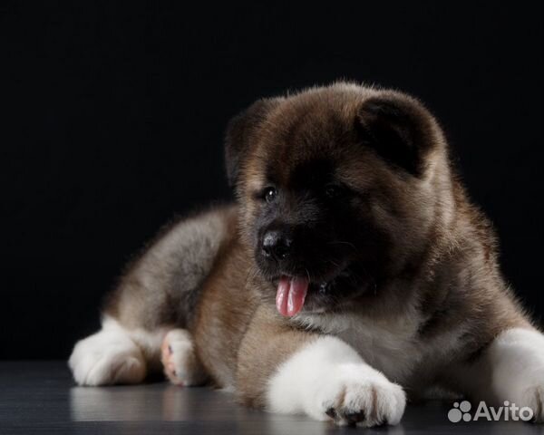 Красивые щенки Американской акиты