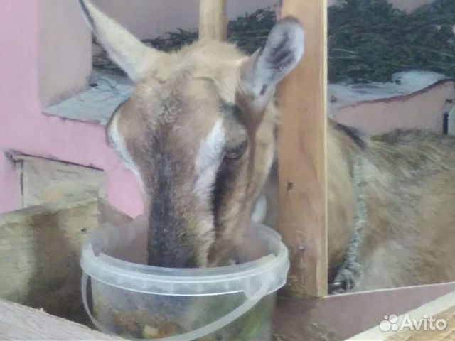 Коза альпо-чешка