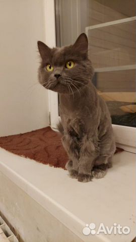 Кошечка Зефирка британская 1,5 года