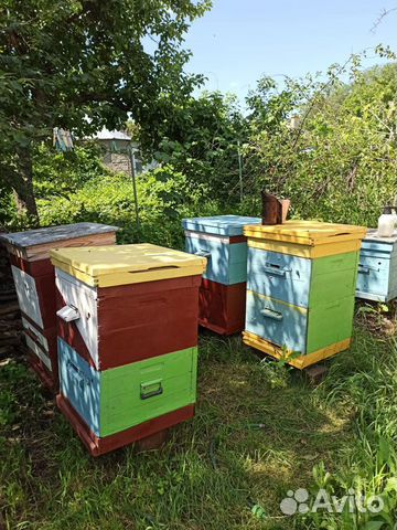Продаются пчелосемьи
