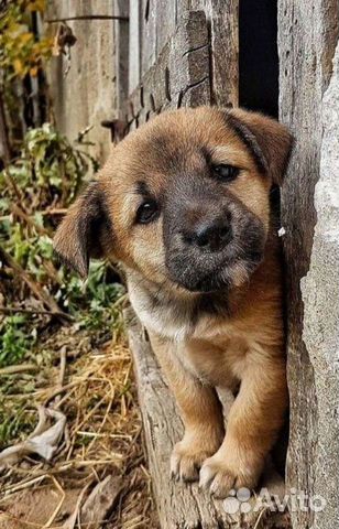 Собаки бесплатно в добрые руки