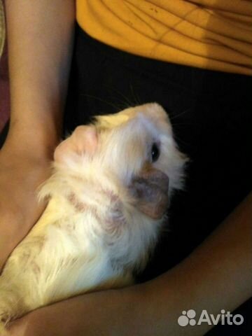 Морская свинка