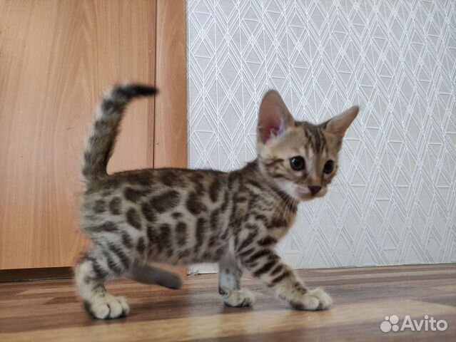 Бенгальские котята