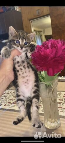 Котенок-мальчик