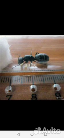 Camponotus Vagus