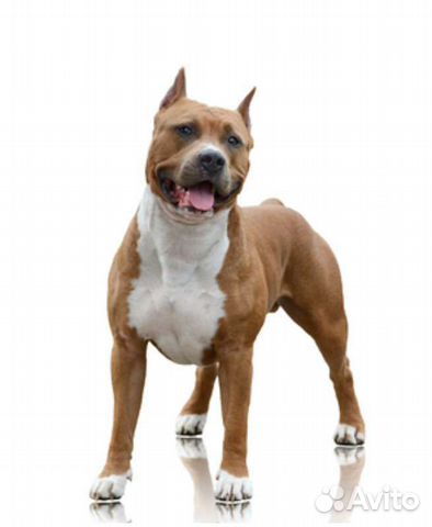 Стаффордширский терьер вязка