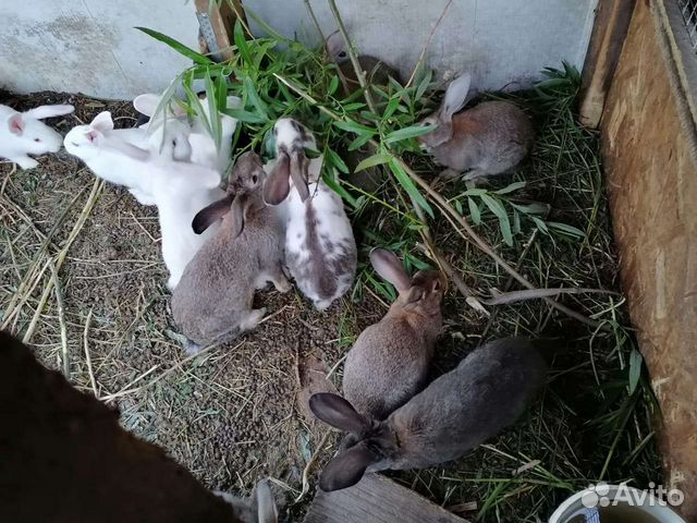 Продам кролов
