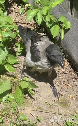 Отдам ручную ворону