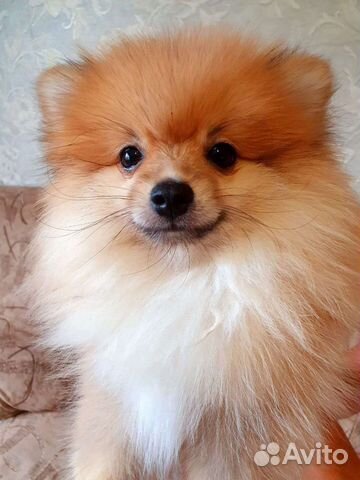 Щенки шпица mini