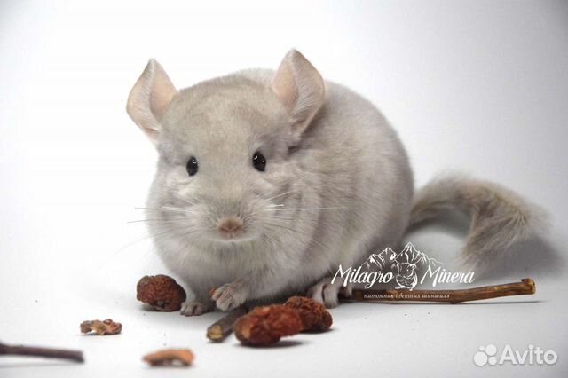 Шиншиллка девочка 2 месяца бежевый фиолет