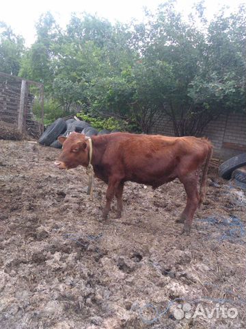 Корова стелком,быки,телки