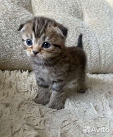 Шотландская вислоухая кошечка