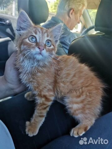 Кошка в дар