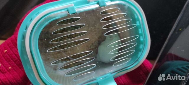 Мышь домашняя