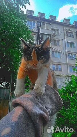 Кошка