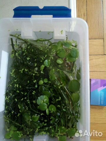 Аквариумные растения после прополки