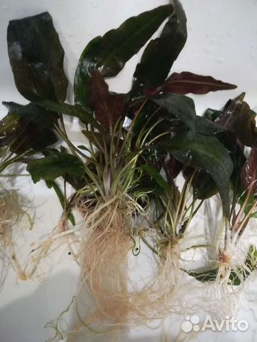 Растения для аквариума