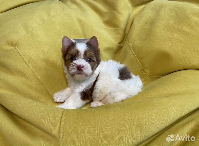 Бело рыжий мальчик с шоколадным носиком
