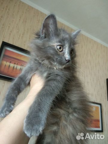 Котята