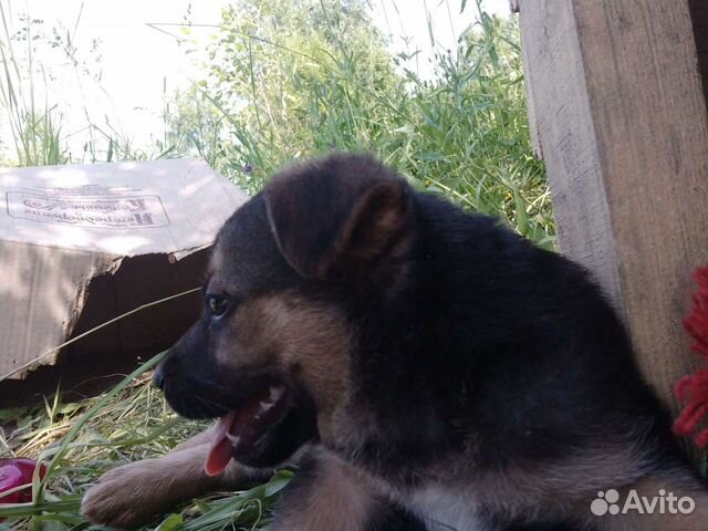 Собака в добрые руки щенок