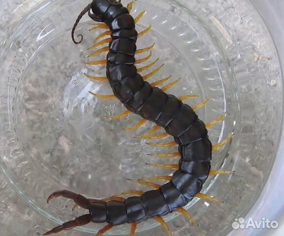 Сколопендра Крымская (15см, живая)