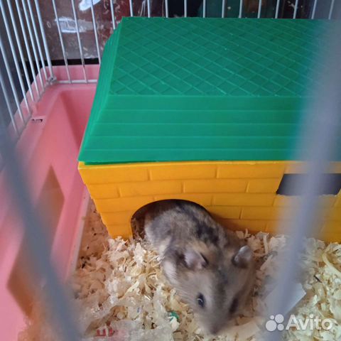 Джунгарский хомяк