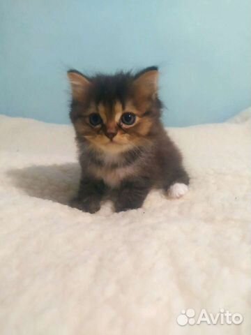 Кошки шотландцы