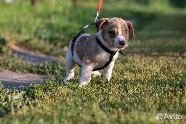 Щенок маленькой собаки