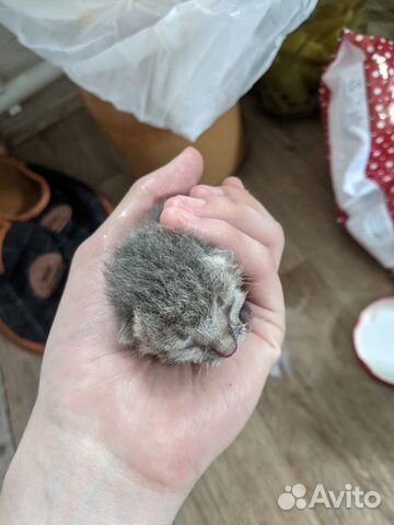 Новорождённый котёнок ищет кормящую кошку