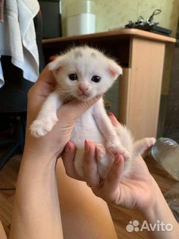 Котята шотландцы бронь