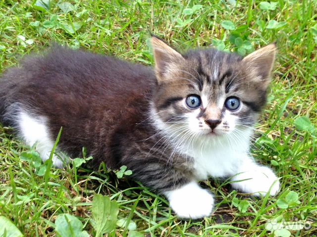 Котята от счастливой кошки