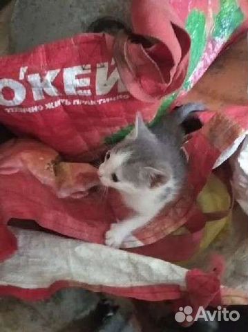 Отдаю маленького шалуна) Настоящий милашка