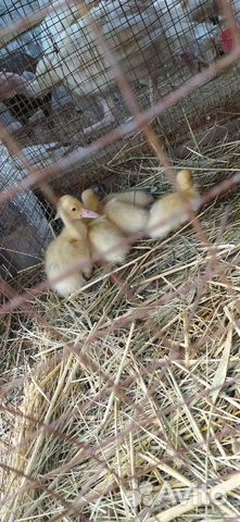 Утята и гусята