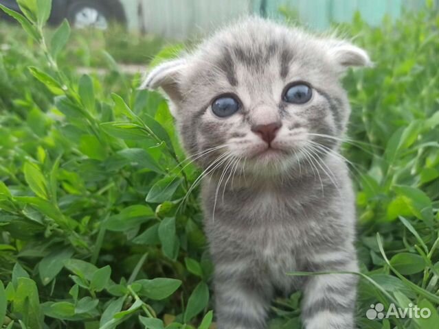 Котята вислоухие бесплатно