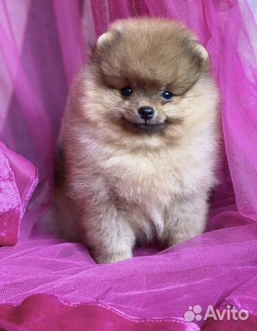 Мальчишка померанец Элитный шпиц