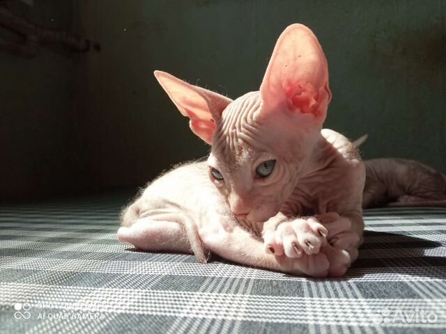 Донской сфинкс котята